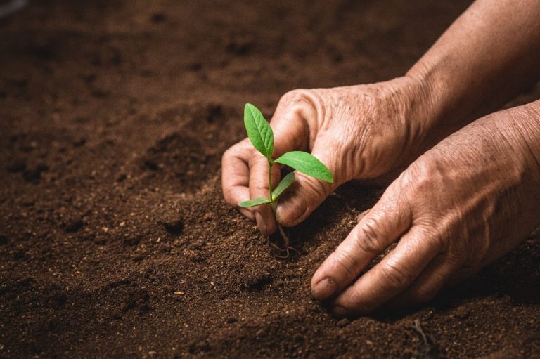 small-sapling-being-planted